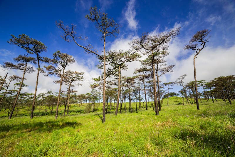 Green Field with Pine Trees Stock Photo - Image of horizontal, growth ...