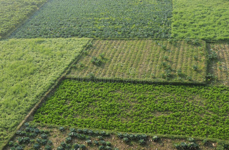 Green field plot stock photo. Image of grass, crop, soil - 179855564