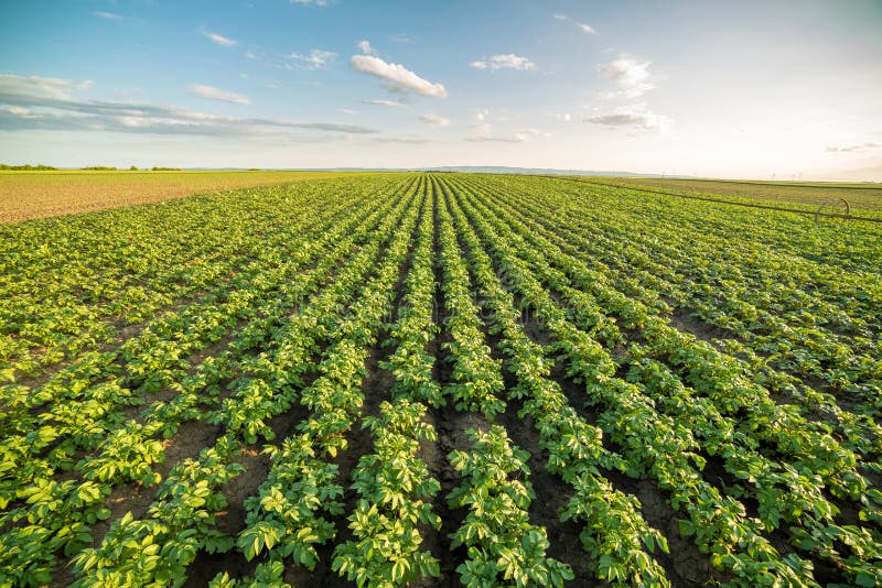 1,956 Farm Field Lush Green Crops Growing Stock Photos - Free & Royalty ...