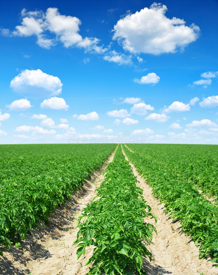 Green Field of Potato Crops in a Row. Stock Image - Image of plant ...