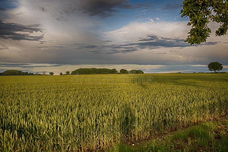 Green Field after Rain Landscape Stock Image - Image of floral, cloudy ...