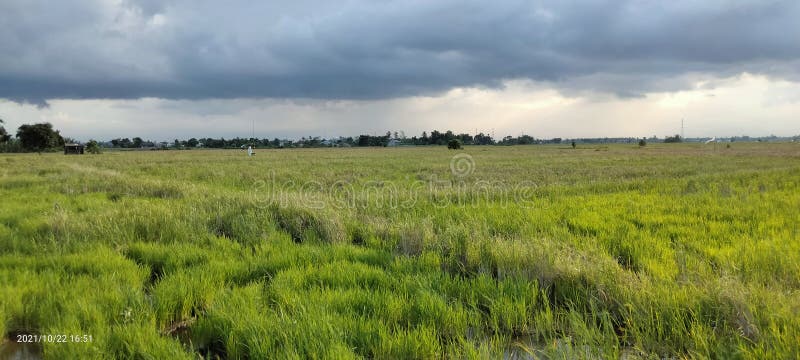 Green Field before Raining Fall Stock Photo - Image of grass, plant ...