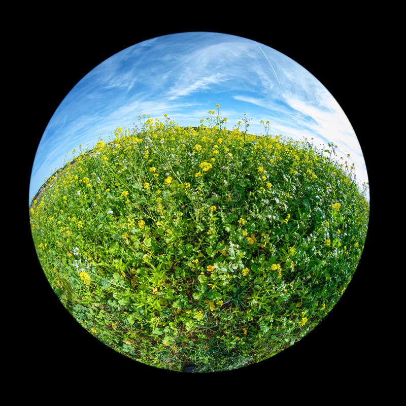 Green Field of with Yellow Flowers and Blue Sky Stock Photo - Image of ...