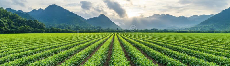 Green Field Rows with Mountain Backdrop Stock Illustration ...