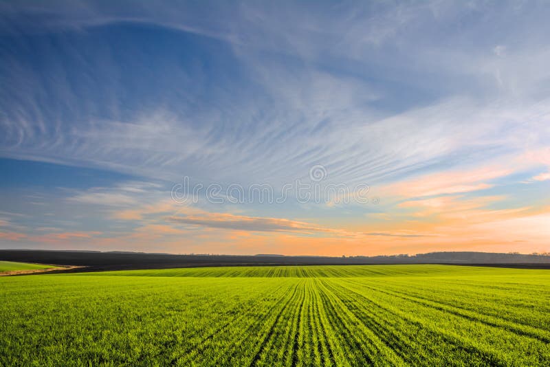 Green Field with Rows of Young Wheat Sprouts and Sky in Sunset Colors ...