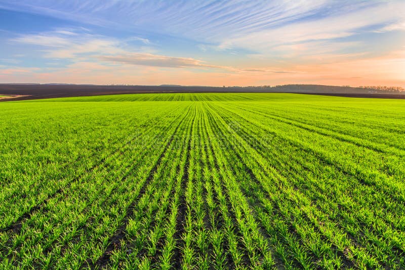 Green Field with Rows of Young Wheat Sprouts and Sky in Sunset Colors ...