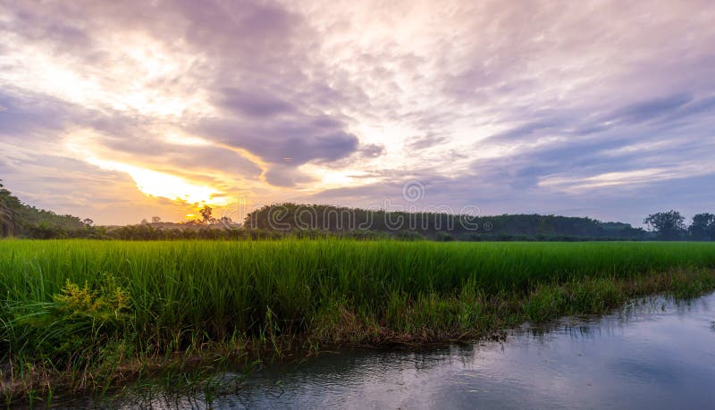 Green Field Rural Countryside Stock Photo - Image of environment, asia ...