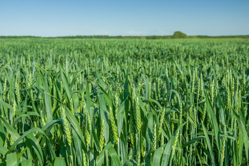 Green Field of Rye Grains, Horizon and Blue Sky Stock Photo - Image of ...