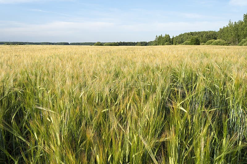 Green field of rye stock photo. Image of barley, cereal - 42604990