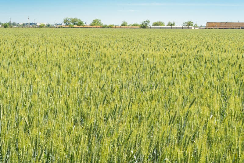 Green Field of Rye in the Summer Stock Photo - Image of outdoors, blue ...