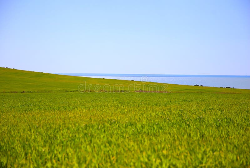 Green field and sea stock image. Image of outside, crop - 8279957
