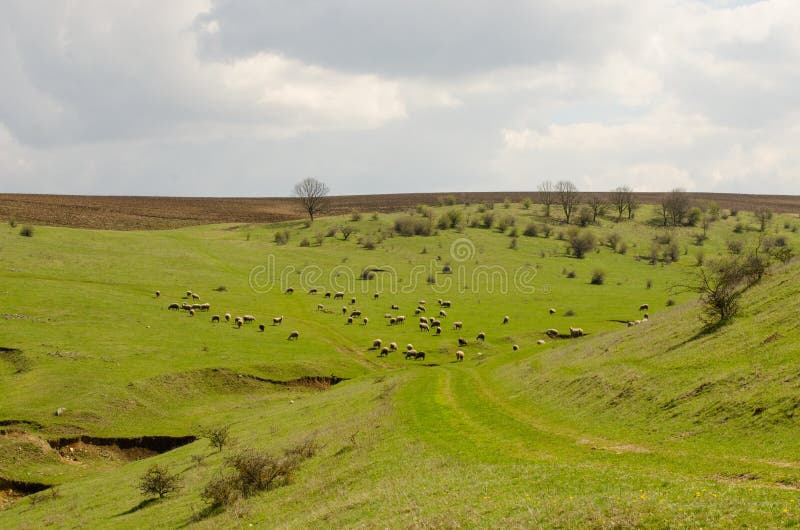 Green Field with Sheep Herd Stock Image - Image of scenery, mammal ...