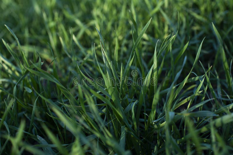 Green Field of Short Grass, Lawn, Young Wheat for Background Stock ...