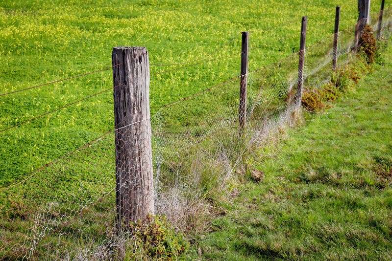 Green Field with a Short Wire Metal Mesh Fence Stock Photo - Image of ...