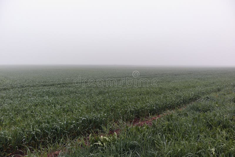 .a Green Field Shrouded in Mist with a Small Red Band in the Lower ...