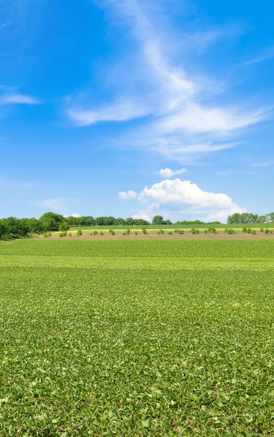 Green Field of Soybeans and Sky. Vertical Photo Stock Photo - Image of ...