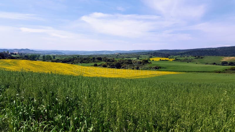 A green field in spain stock image. Image of forest - 106599371