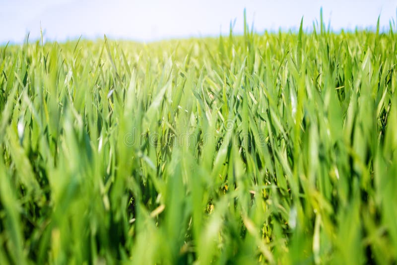 Green Field at Spring with Close-up on the Grass Blades Stock Photo ...