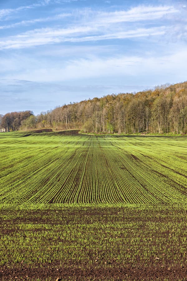Green Field in Spring at the Countryside Stock Photo - Image of rural ...