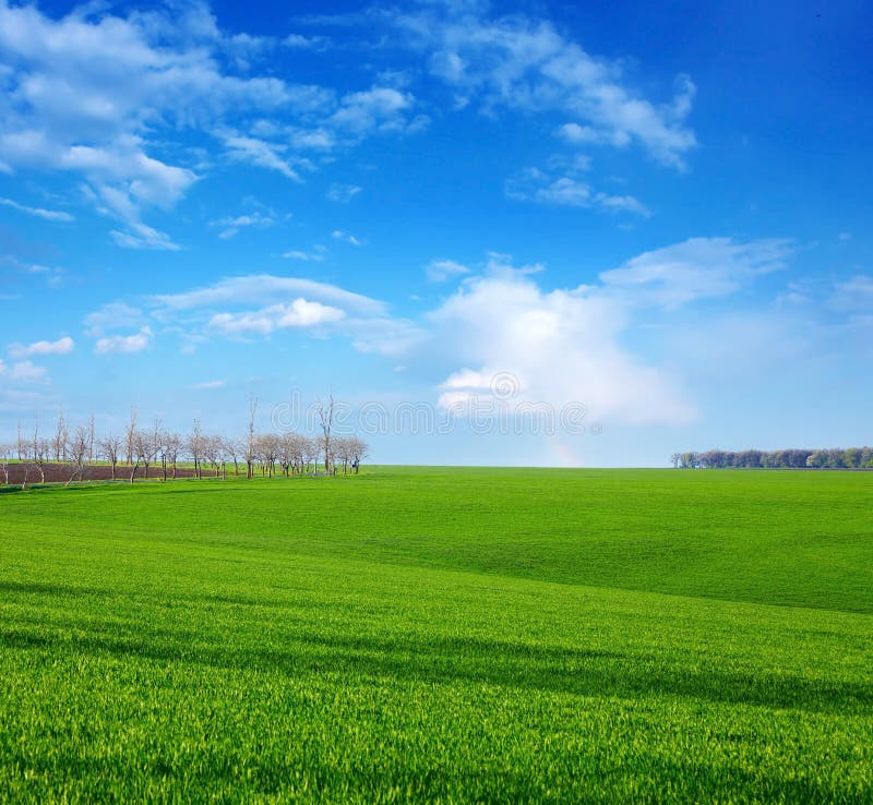 Green field in spring day stock photo. Image of fleecy - 13941494