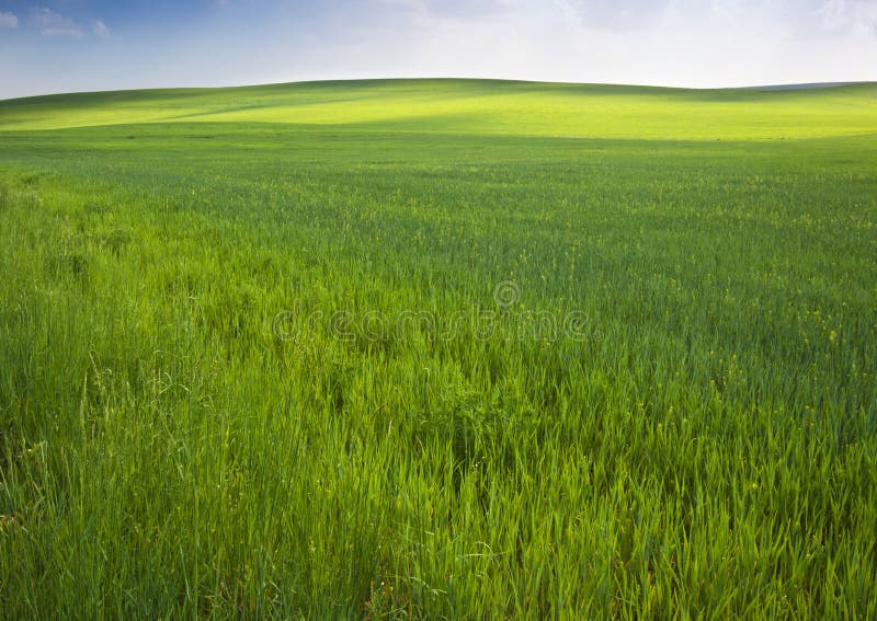 Green field in spring stock photo. Image of rippling - 46766984