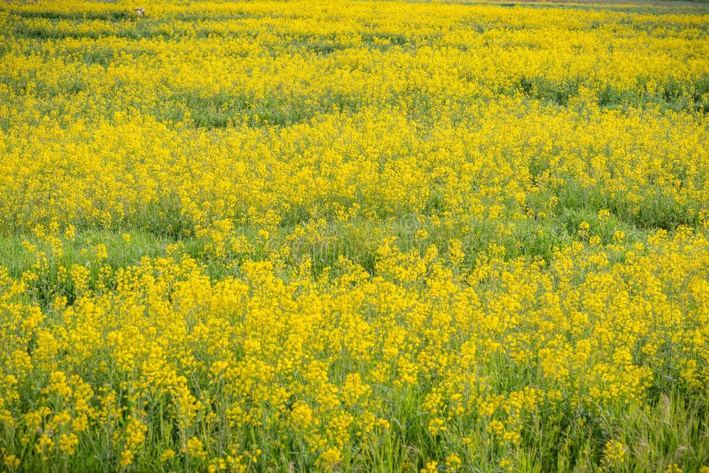 Green Field in Spring Nature Stock Image - Image of catarrh, frost ...