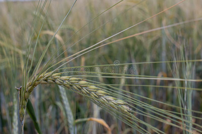Green Field of Spring Ordinary Barley, Cultivation of Cereals in Summer ...