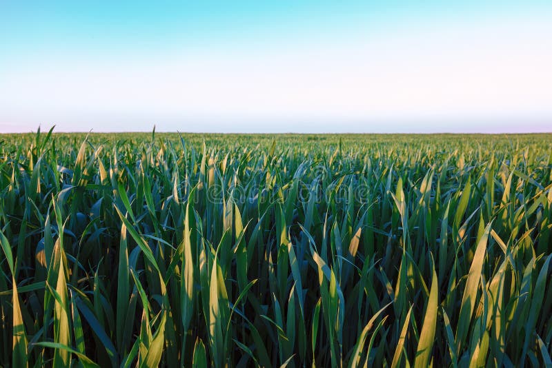 Green Field with Spring Seedlings Wheat, Rye. Stock Image - Image of ...