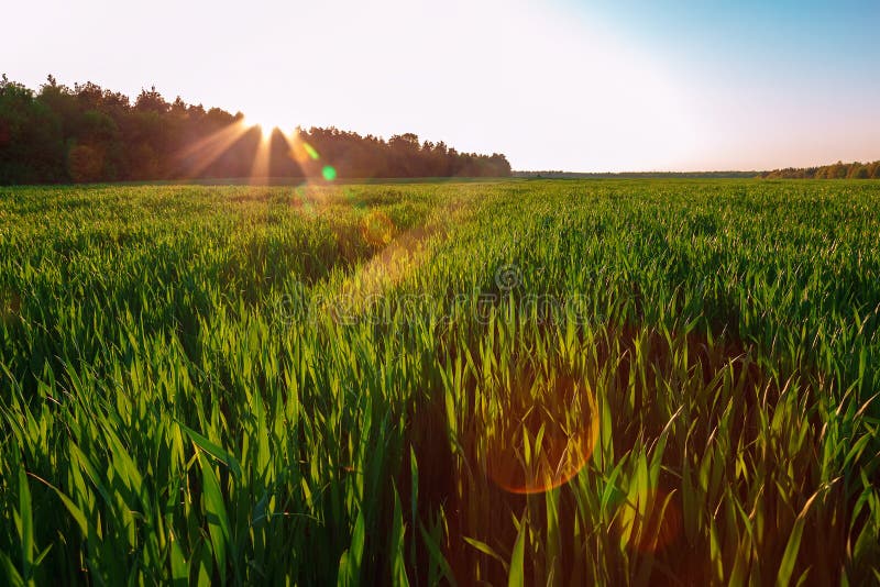 Green Field with Spring Seedlings Wheat, Rye Stock Photo - Image of ...