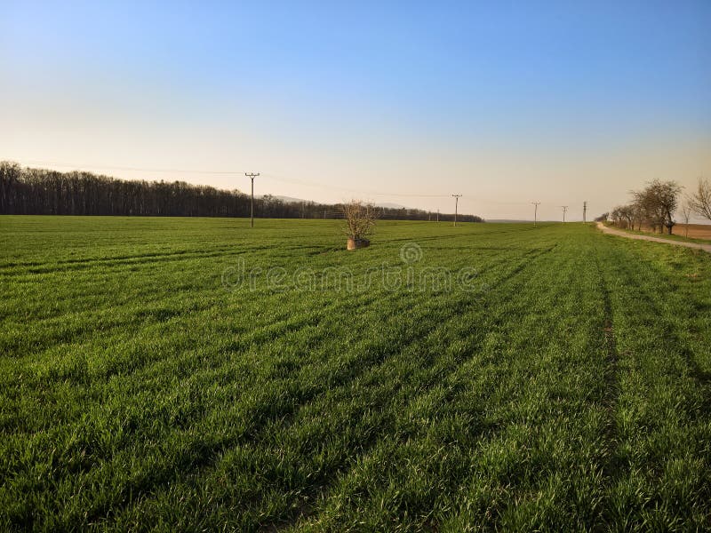 Green Field in the Spring with Sky and Trees Stock Photo - Image of ...