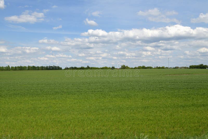 Green Field in Spring with Trees Along the Edge, Russia Stock Photo ...