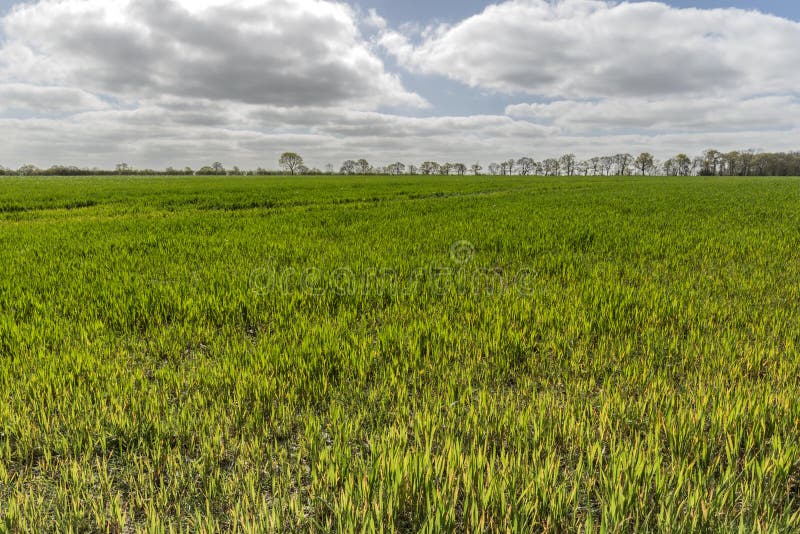 Green Field in Spring stock photo. Image of environment - 70343242