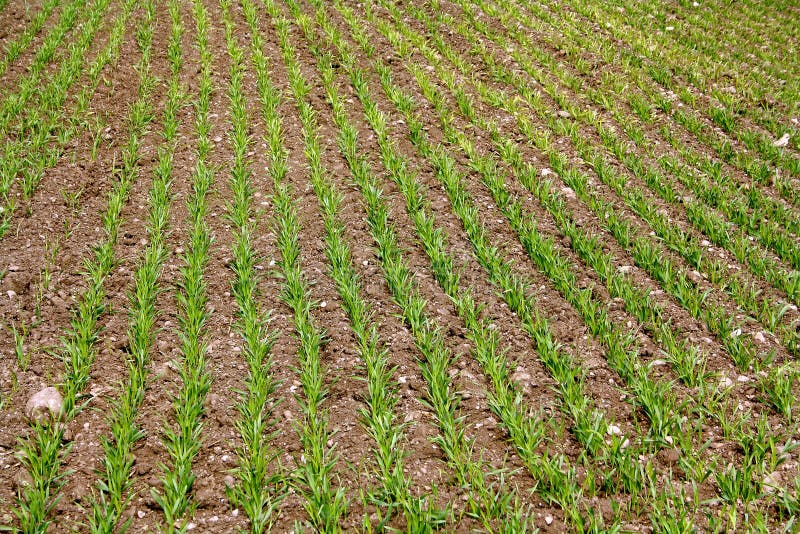 Green Field with Sprouted Wheat Stock Photo - Image of infinity ...