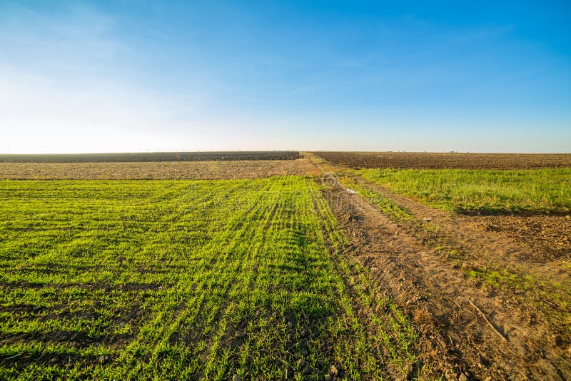 Field with sprouting crops stock image. Image of farm - 18117691