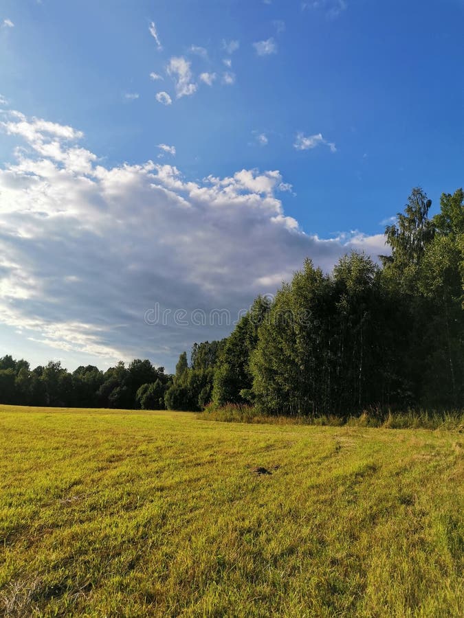 Green field stratos stock image. Image of grass, flower - 291531675