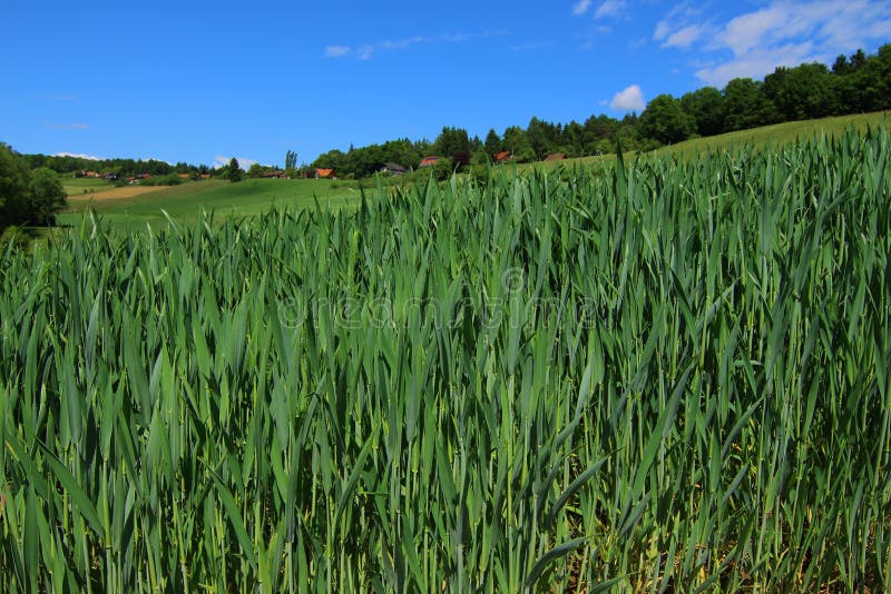 Green field stock photo. Image of austrian, cloudscape - 40556502