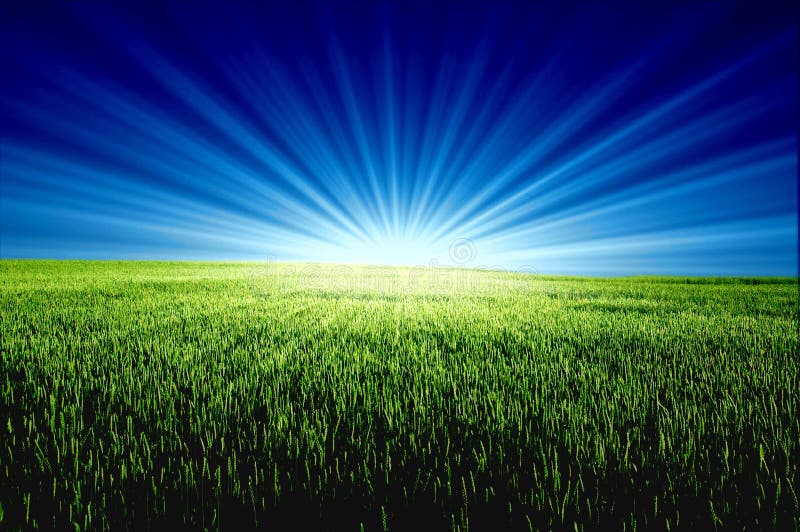 Sunset Sun and Field of Green Grass Stock Image - Image of lawn, beam ...