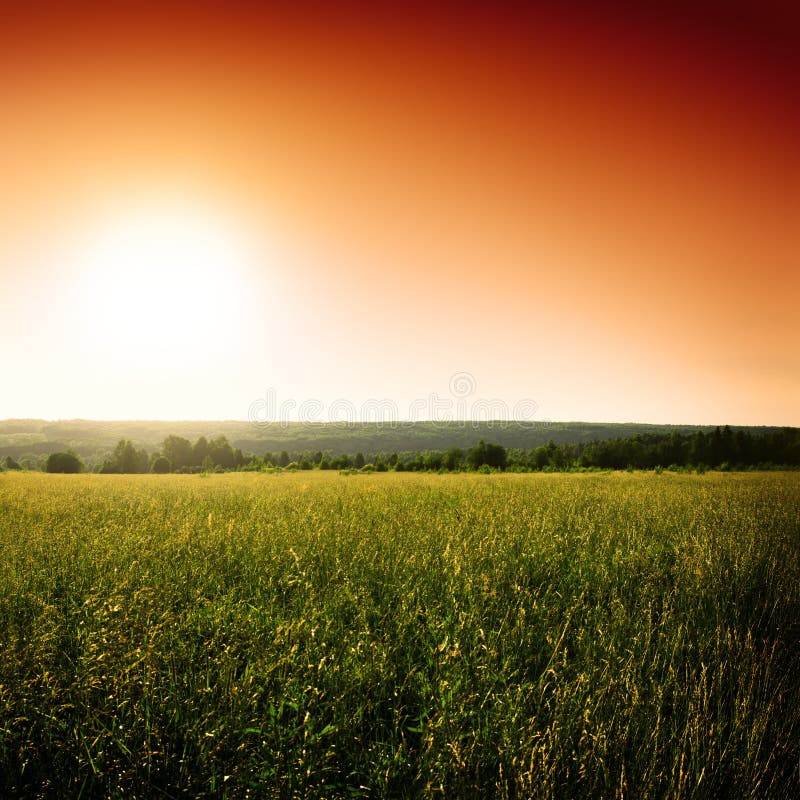 Green field and sun stock photo. Image of freedom, rural - 6186246