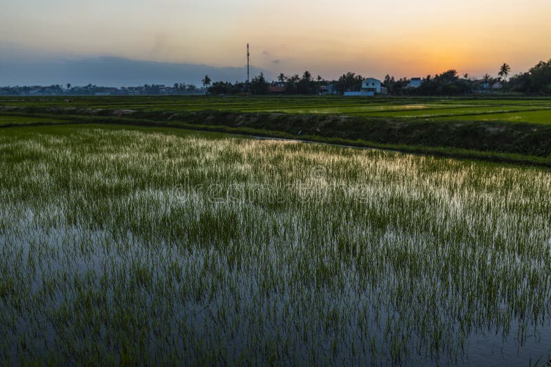 Green Field at Sunrise. Rice Field Under Sun Light Stock Photo - Image ...