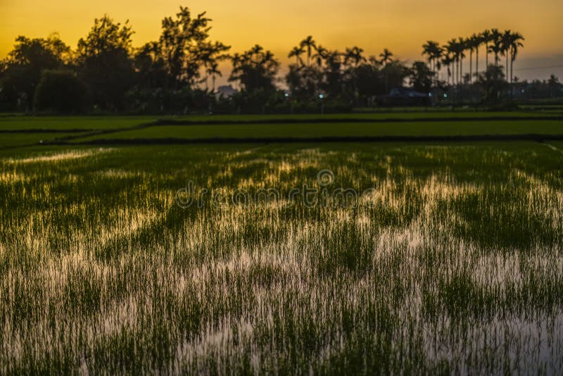 Green Field at Sunrise. Rice Field Under Sun Light Stock Photo - Image ...