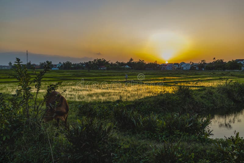 Green Field at Sunrise. Rice Field Under Sun Light Stock Image - Image ...