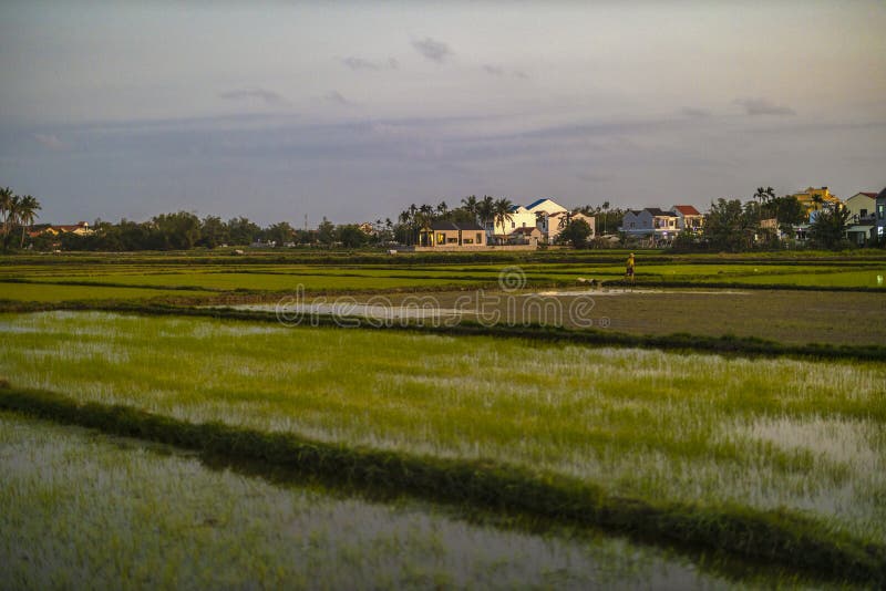 Green Field at Sunrise. Rice Field Under Sun Light Stock Image - Image ...