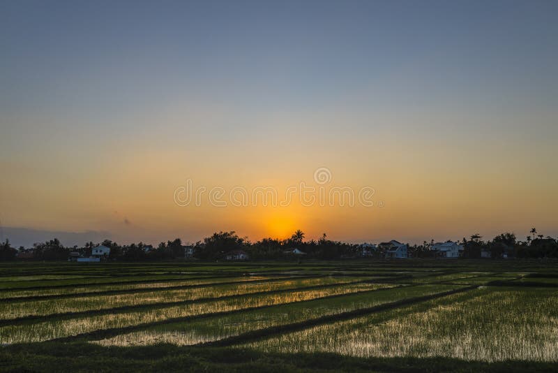 Green Field at Sunrise. Rice Field Under Sun Light Stock Image - Image ...