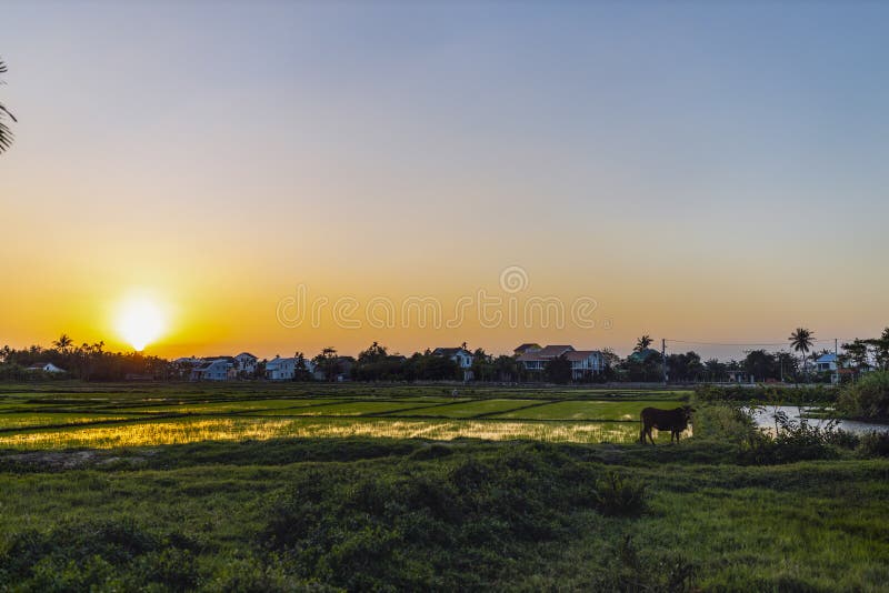 Green Field at Sunrise. Rice Field Under Sun Light Stock Image - Image ...