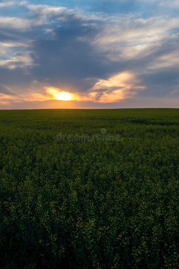 Green field at sunset stock photo. Image of sunset, crop - 73659164