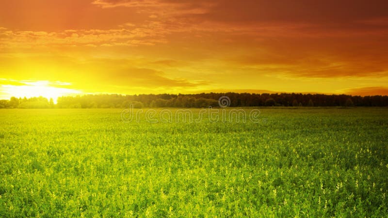 Green Field at Sunset with Golden Sky Stock Illustration - Illustration ...