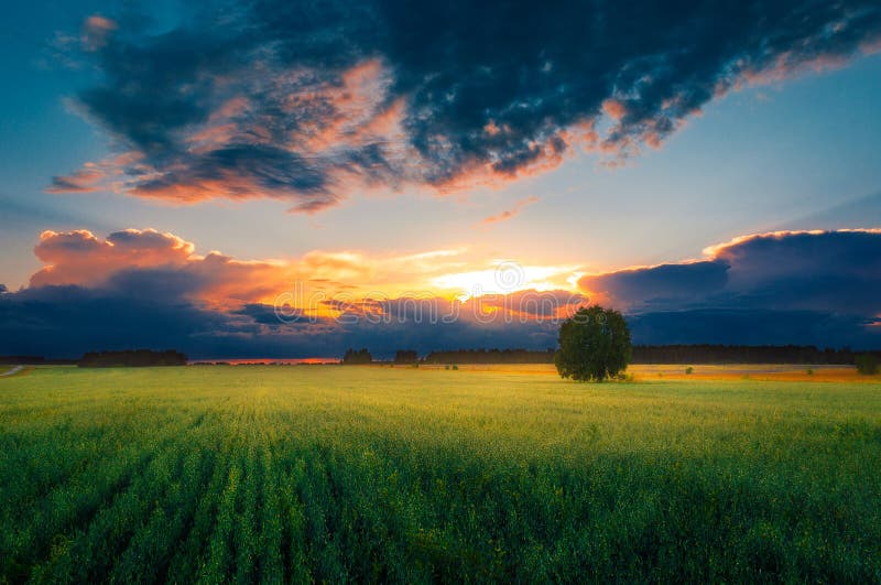 Green field at sunset. stock image. Image of forest, idyllic - 48905609