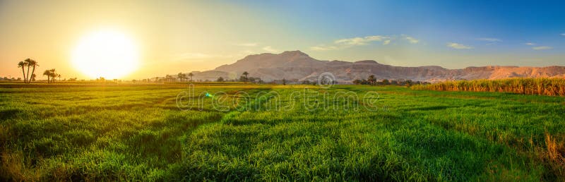 Green Field at Sunset Time, Luxor, Egypt Stock Image - Image of egypt ...