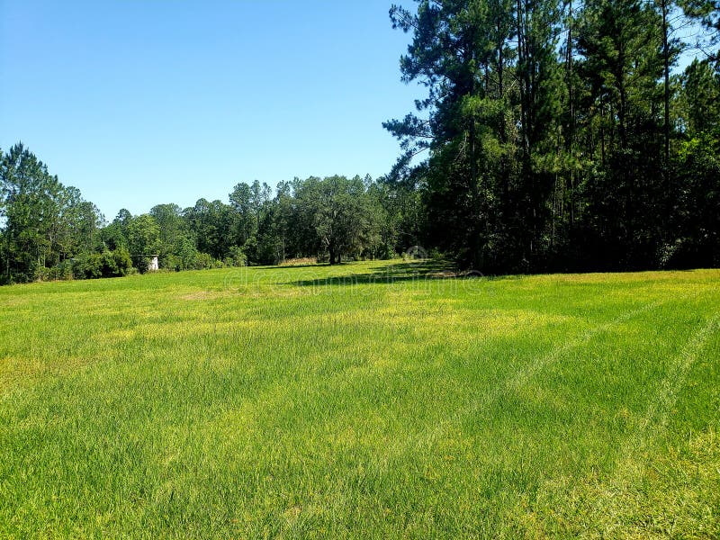 Green Field Surrounded by Trees Stock Photo - Image of outdoor, green ...