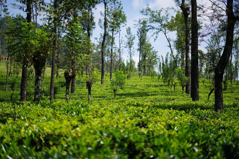 Green field and tea trees stock photo. Image of path - 363981354